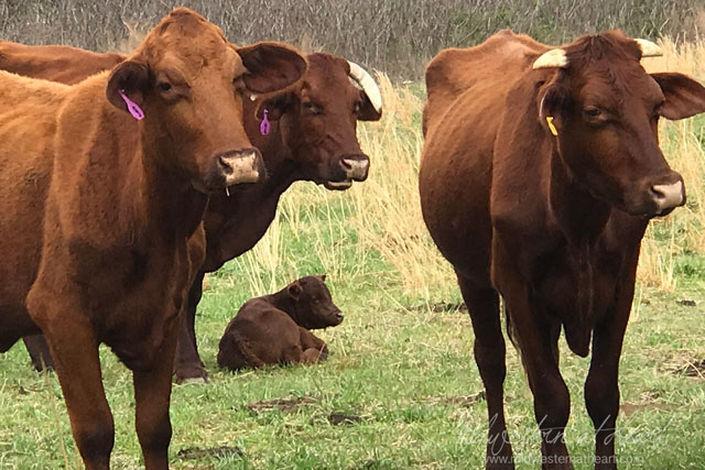 Moving Cows – Midwestern At Heart
