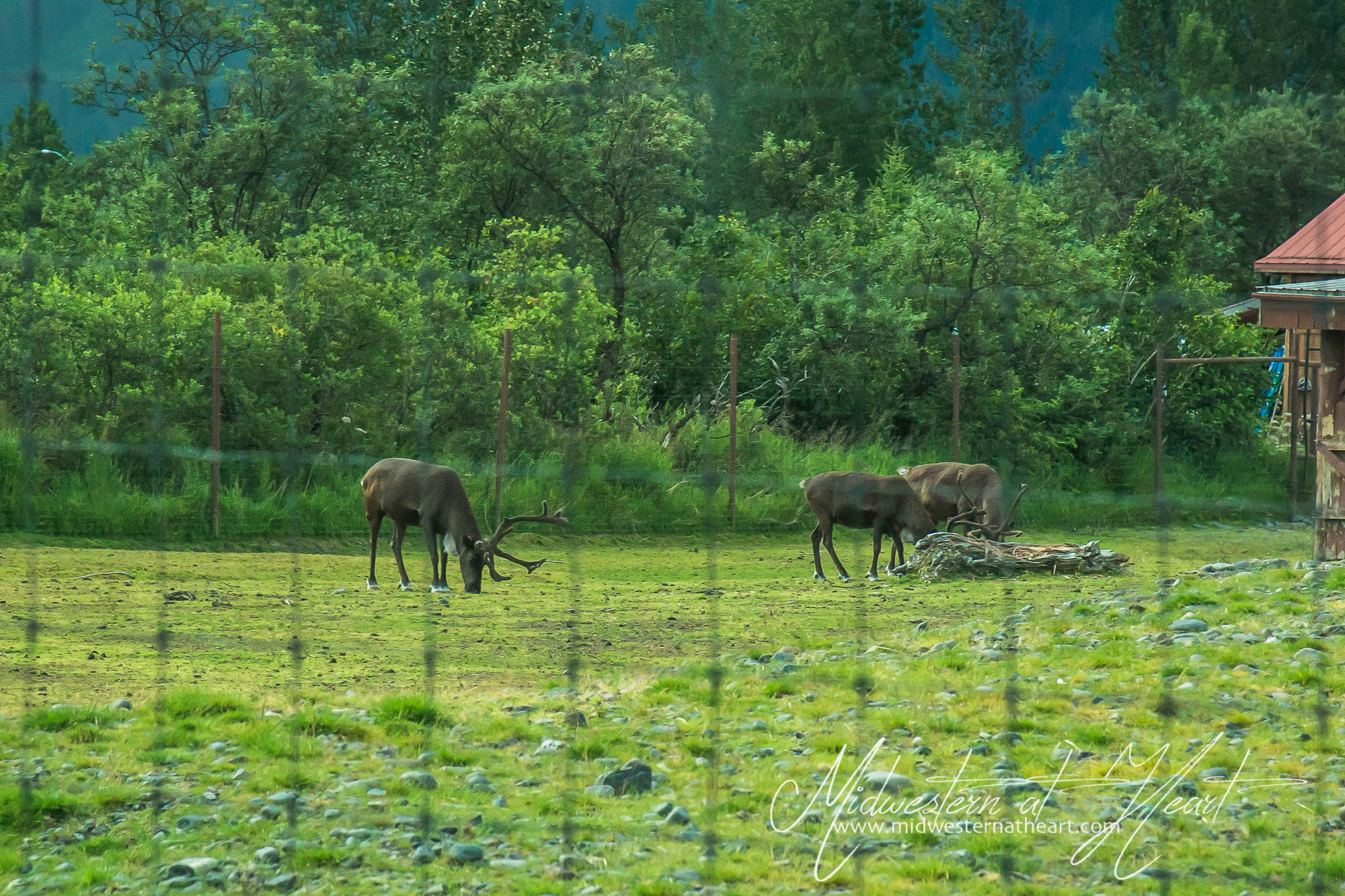 Alaska Wildlife Conservation Center – Midwestern At Heart